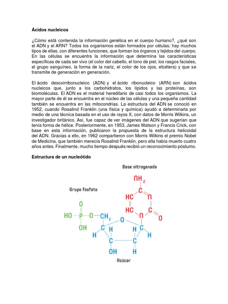 Ácidos nucleicos | PDF | Adn | Rna