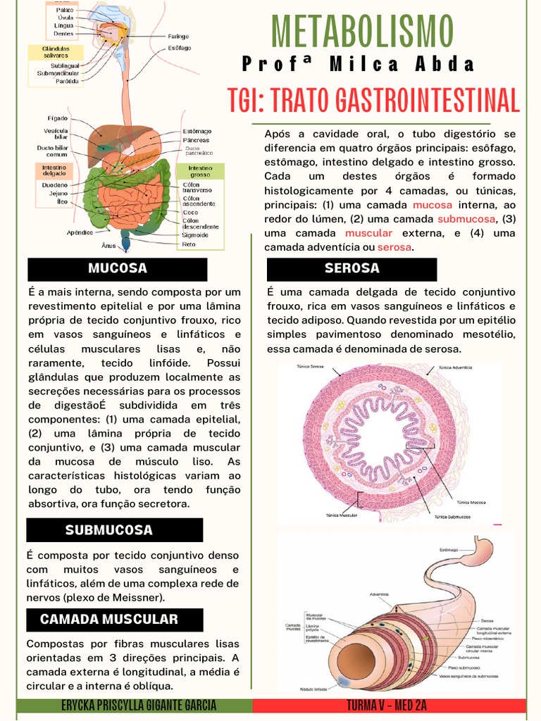 Camadas do Trato Gastrointestinal | PDF
