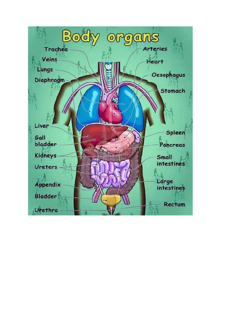 Human Body Grade 6 | PDF