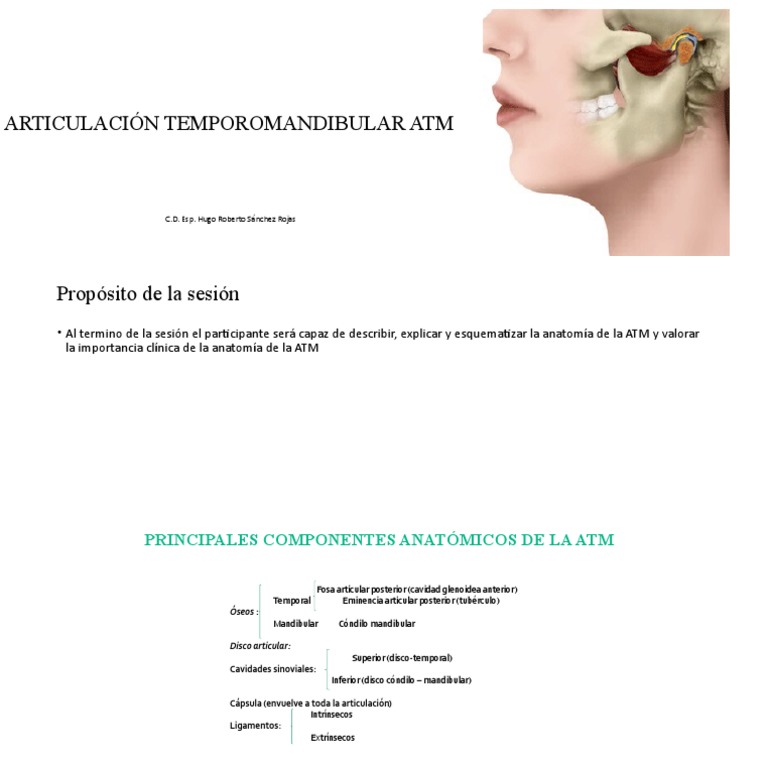 ATM-ANATOMIA CLASE III Dr. HUGO | PDF | Articulación | Sistema esquelético