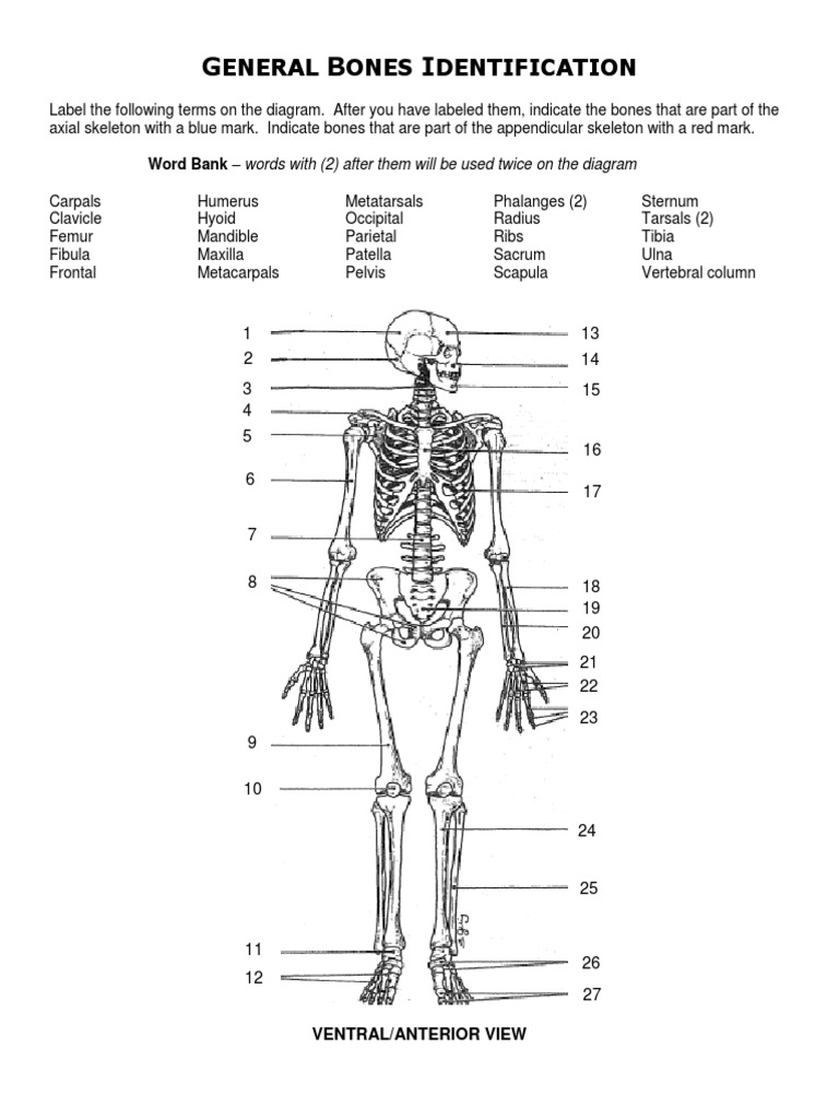 General Bones Identification | PDF | Skeletal System | Musculoskeletal ...