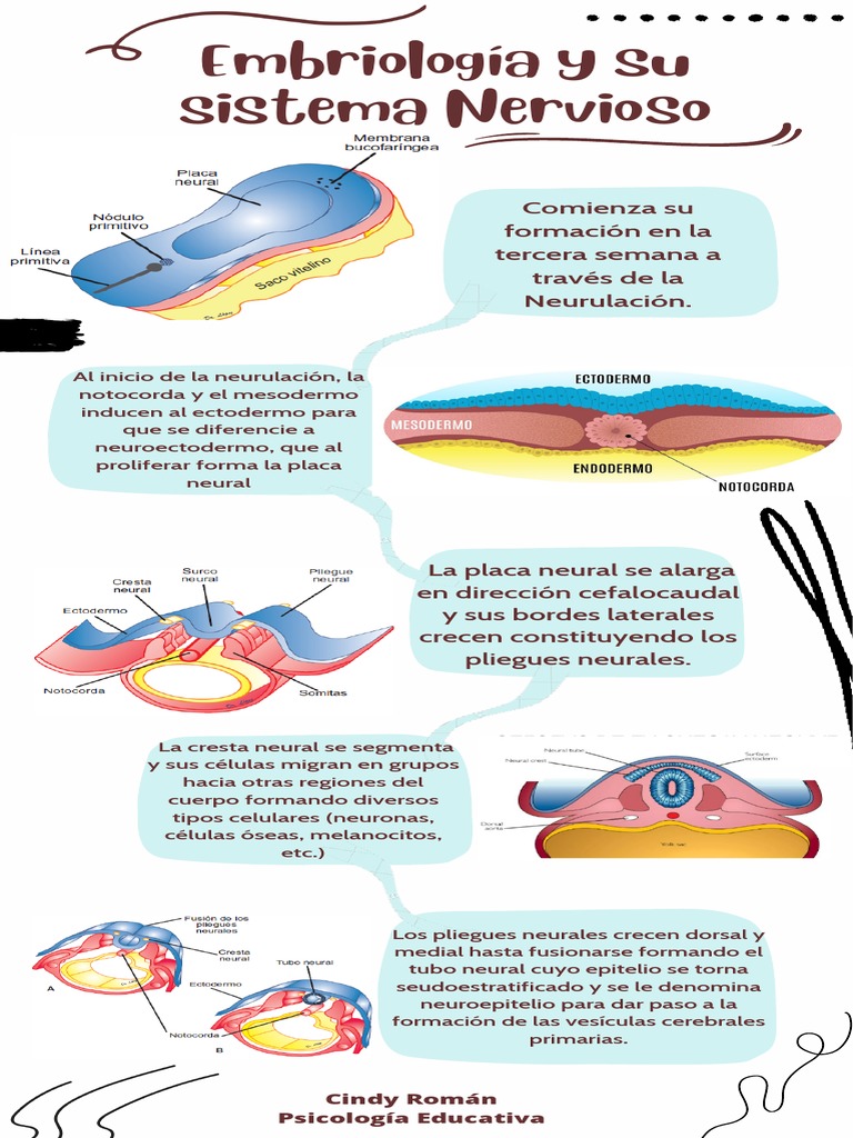 Infografia de La Embriologia Sistema Nervioso | PDF