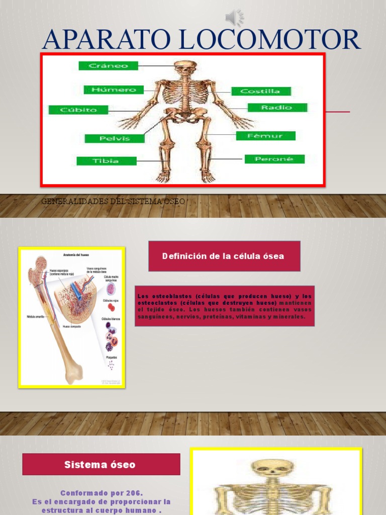 Aparato Locomotor | PDF