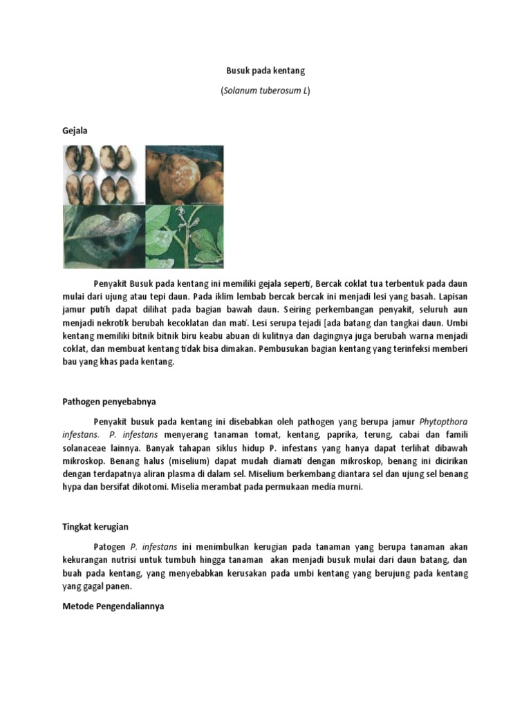 Busuk Pada Kentang. | PDF