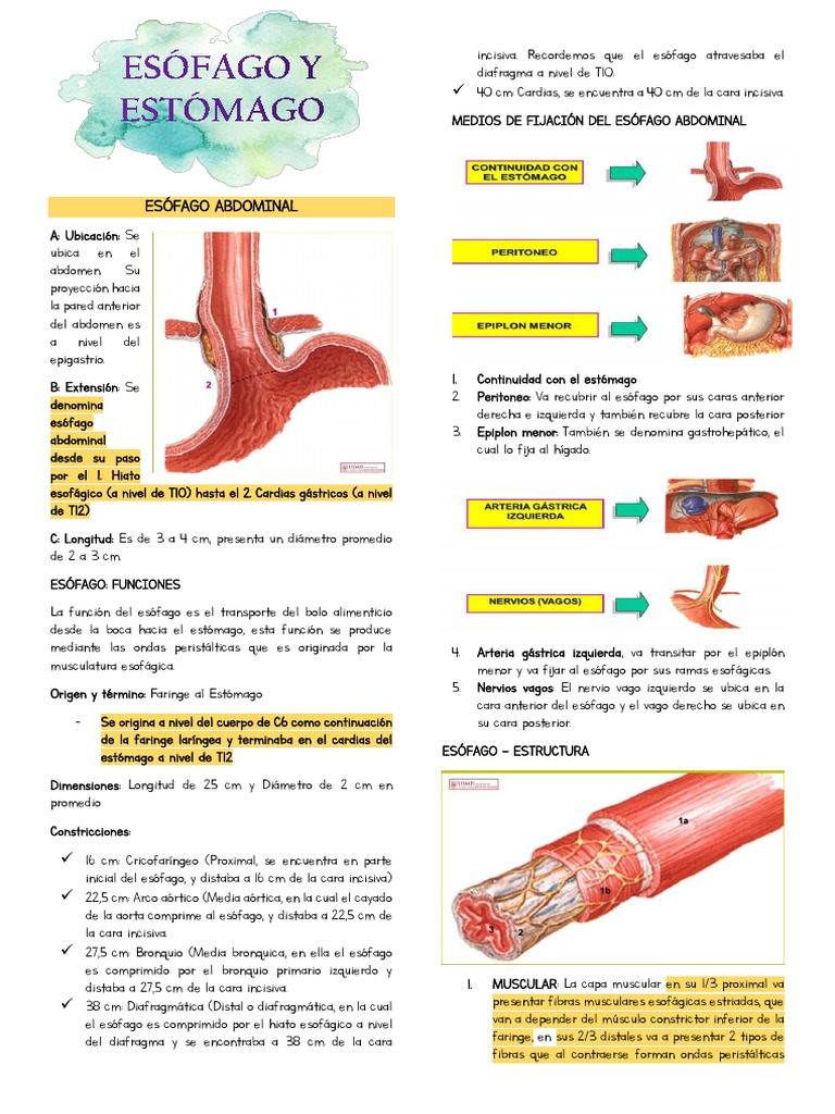 Esófago Abdominal | PDF | Estómago | Esófago