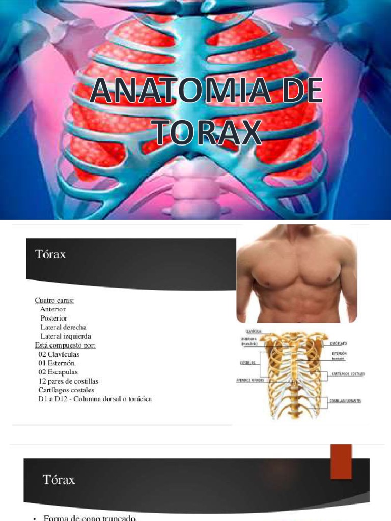 Anatomia de Torax | PDF