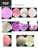 Origen Embrionario de los Tejidos Humanos | PDF | Embrión | Biología ...