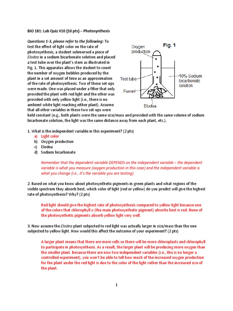 BIO 181 Lab Quiz 10-Photosynthesis - Answers | PDF | Photosynthesis ...