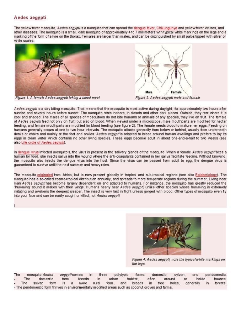 Aedes Aegypti | PDF | Mosquito | Aedes Aegypti