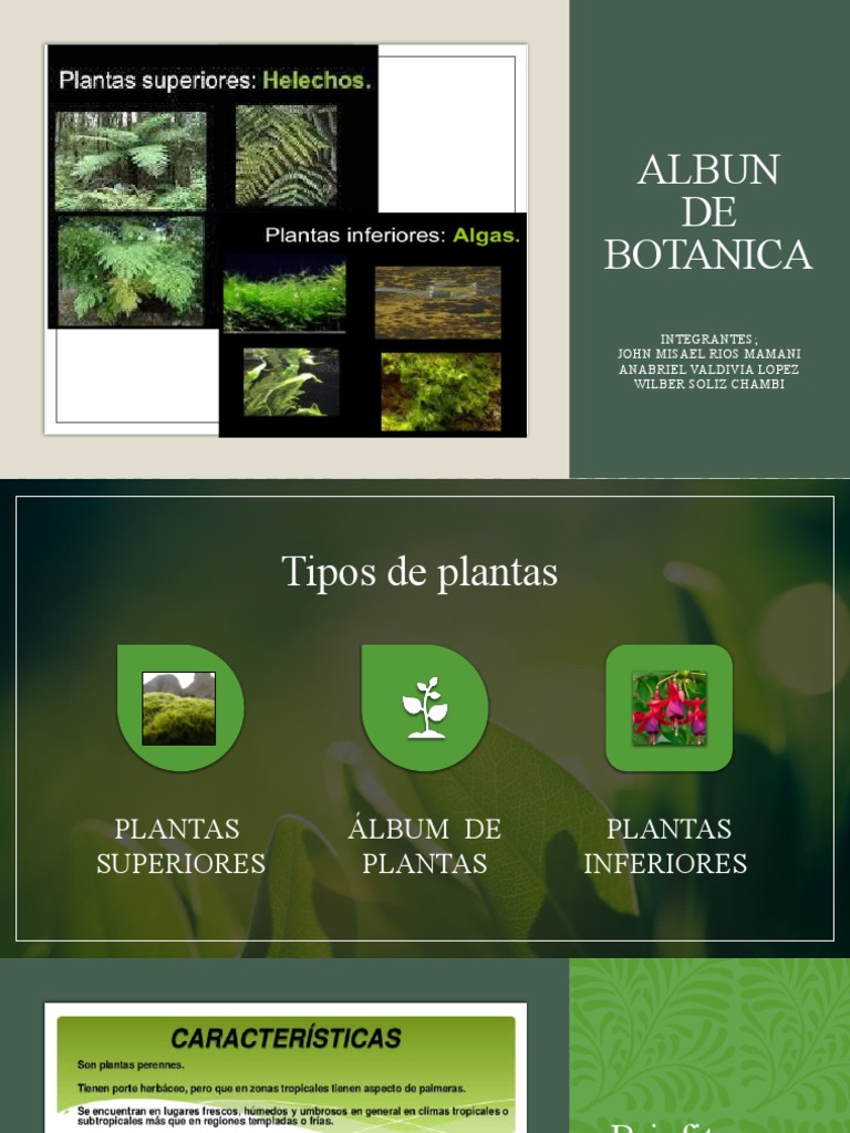 Albun DE Botanica: Integrantes John Misael Rios Mamani Anabriel ...