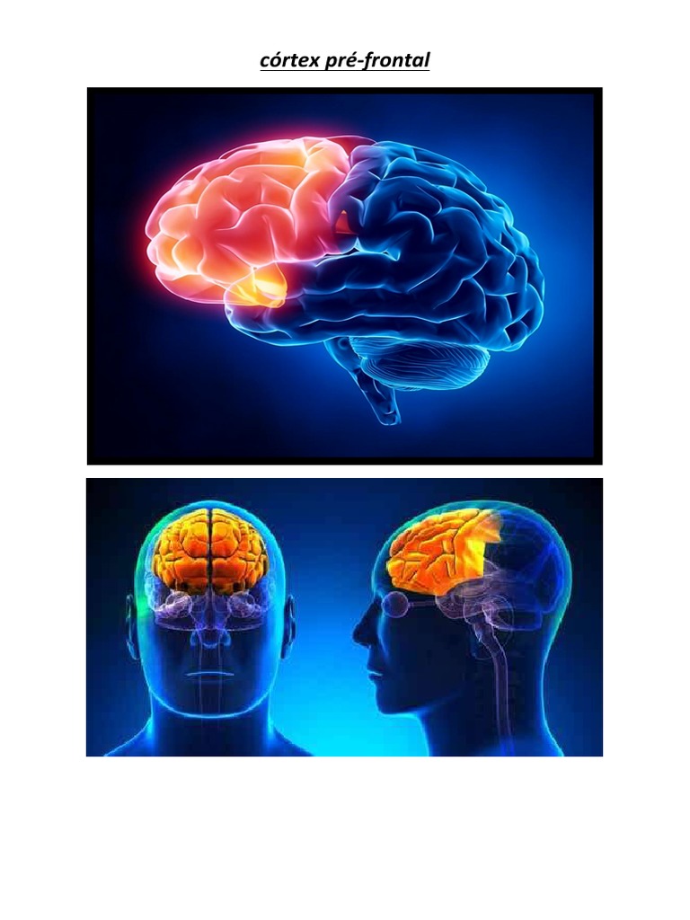 Cortex Pre Frontal | PDF