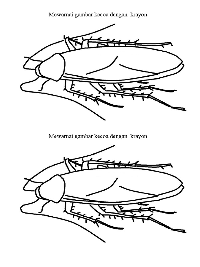 Mewarnai Kecoa dengan Krayon | PDF