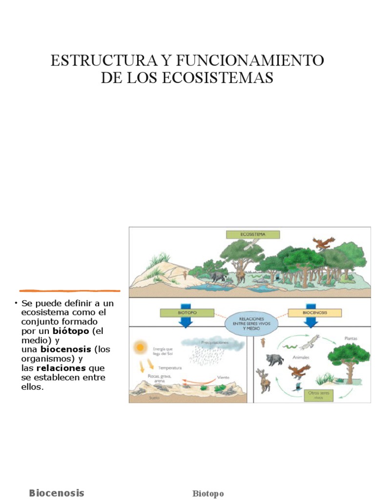 Estructura y Funcionamiento de Los Ecosistemas | PDF | Ecosistema | Organismos