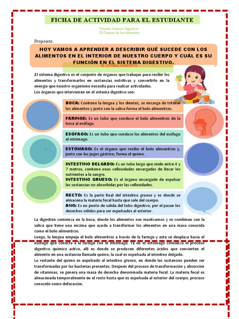 Ficha Sistema Digestivo | Descargar gratis PDF | Sistema digestivo ...