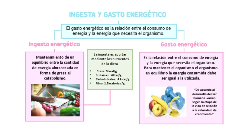 Ingesta y Gasto Energético Humano | PDF