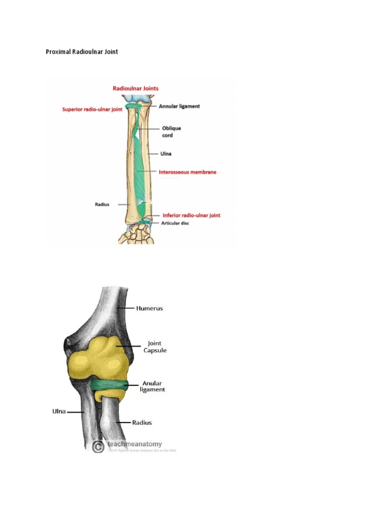 Proximal Radioulnar Joint | PDF
