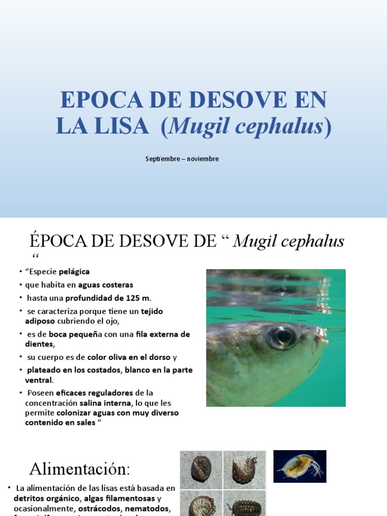 Época de Desove de la Lisa (Mugil cephalus) | PDF | Depredación ...
