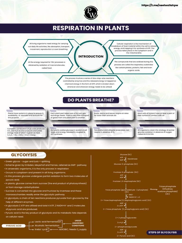 Respiration in Plants NEET | PDF | Cellular Respiration | Glycolysis