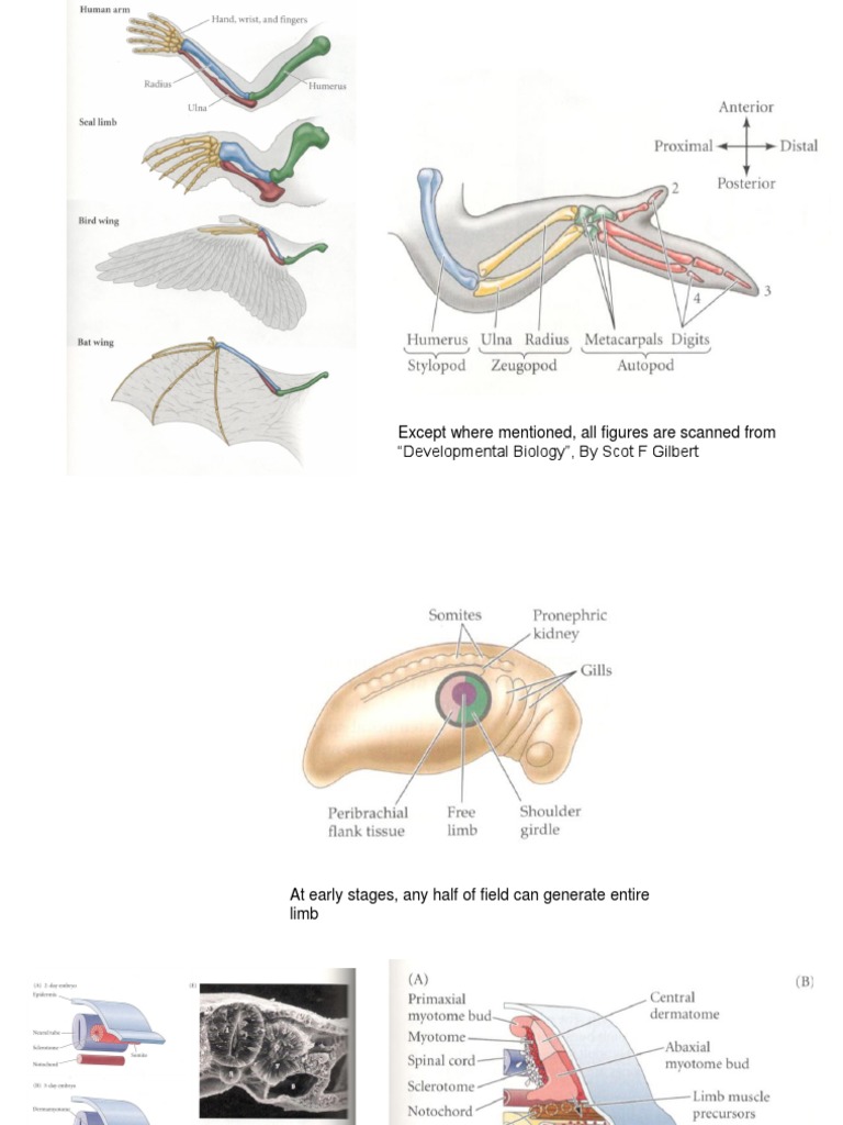Vertebrate Limb Development | PDF | Anatomy | Reproduction