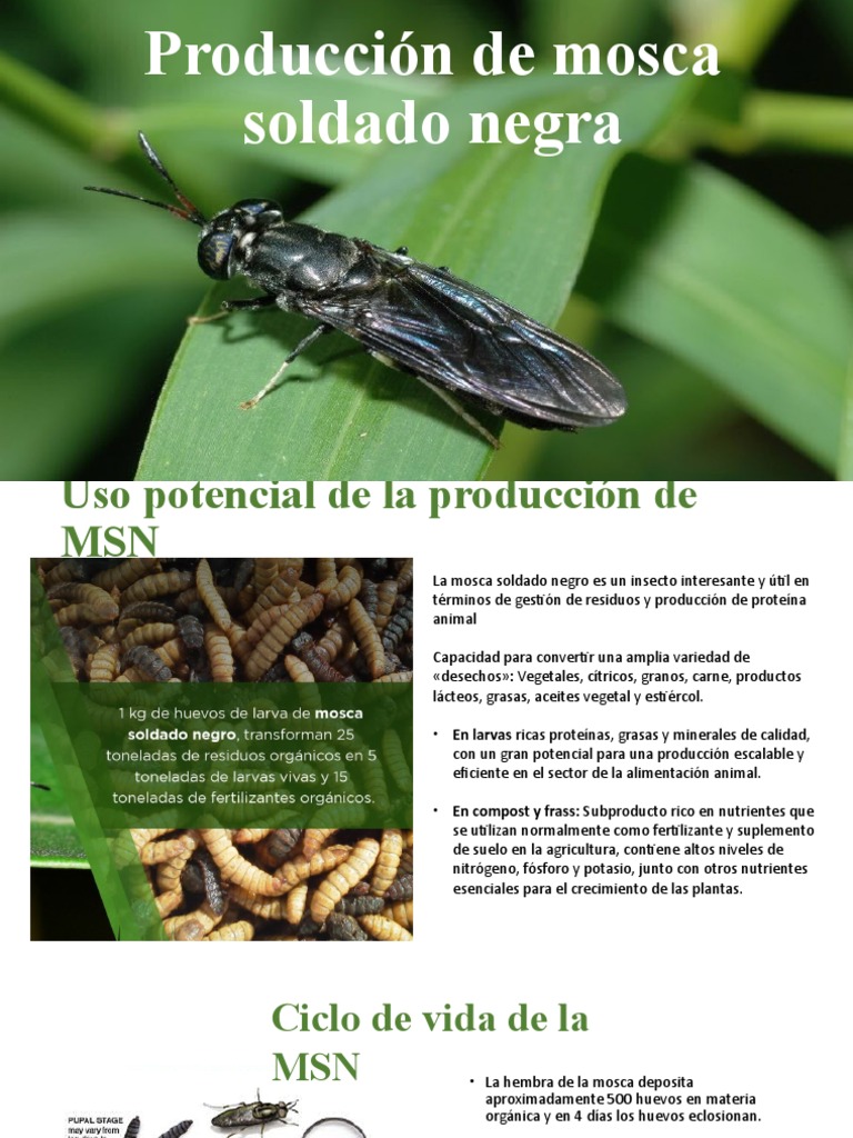 Black Soldier Fly Production | PDF | Alimentos | Mosca