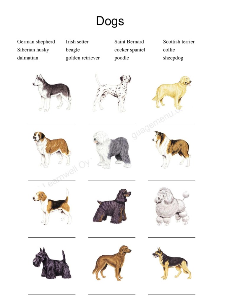 Dogs | PDF