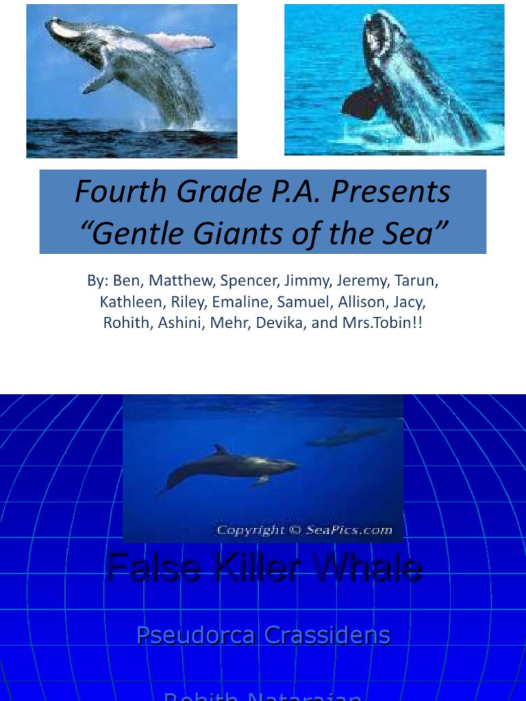 Master Power Point - Whales Before Open House | PDF | Whales | Megafauna