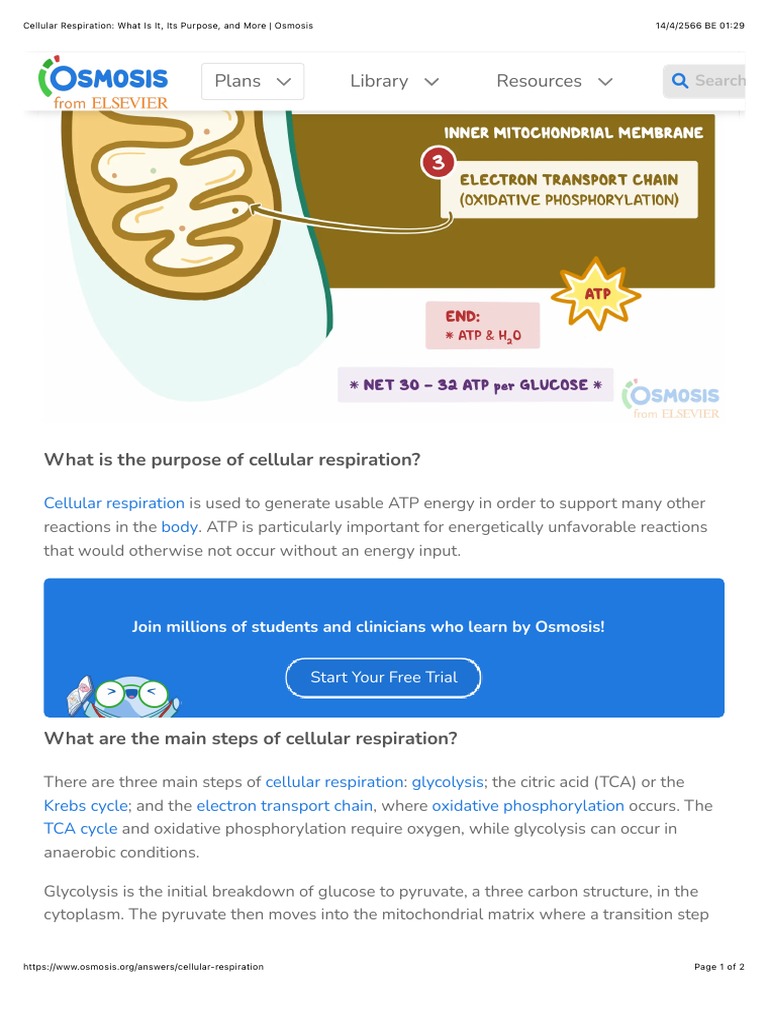 Cellular Respiration Explained: Purpose & Steps | PDF | Cellular ...