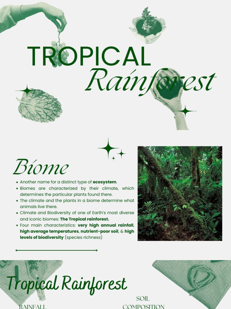 Characteristics of the Tropical Rainforest | PDF | Home & Garden ...