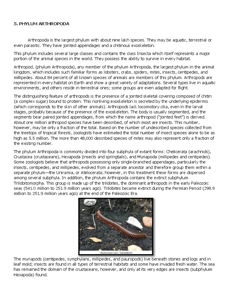 Phylum Arthropoda Pdf