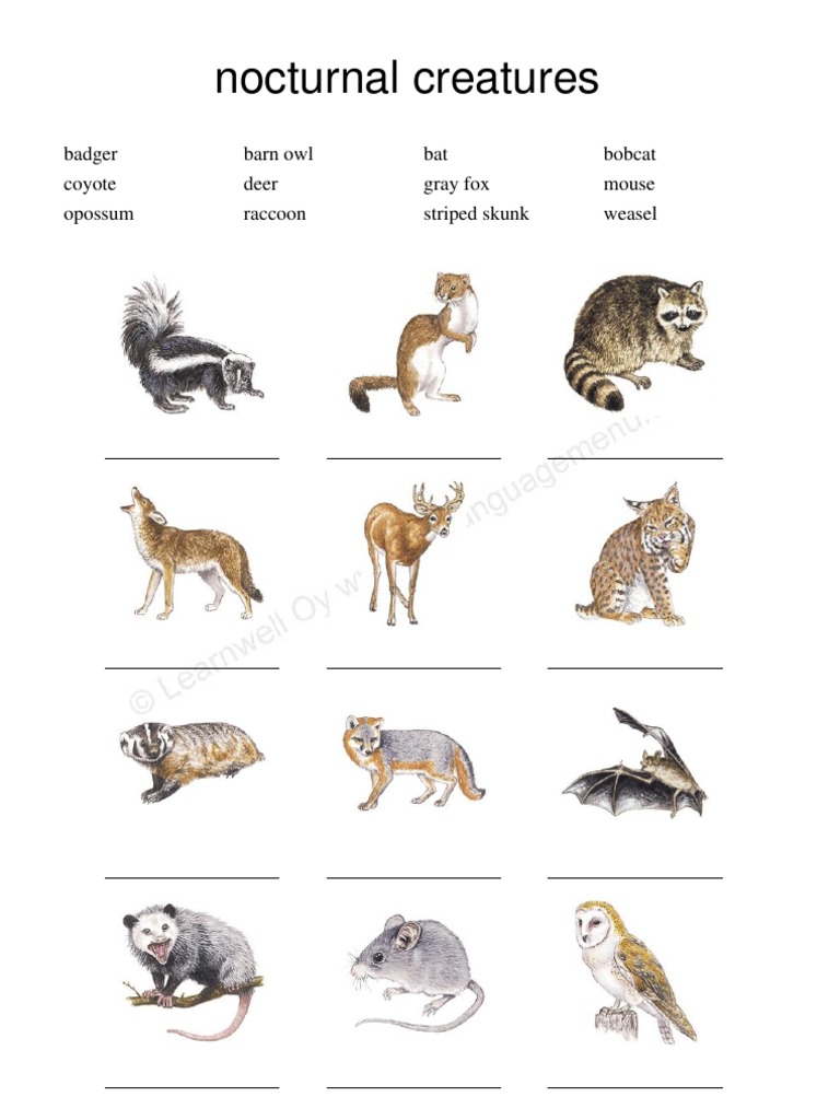 Nocturnal Creatures | PDF