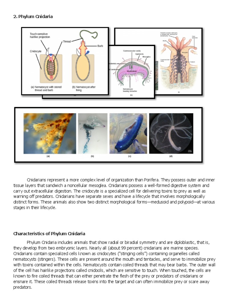 Phylum Cnidaria | PDF | Zoology | Anatomy