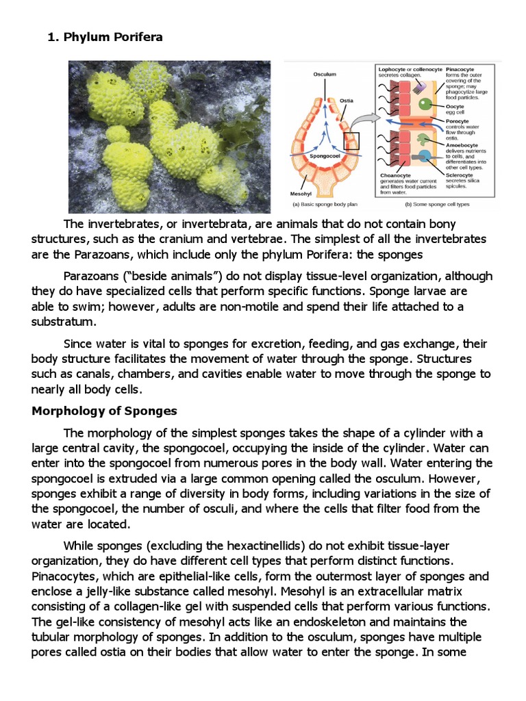 Phylum Porifera | PDF | Sponge | Reproduction