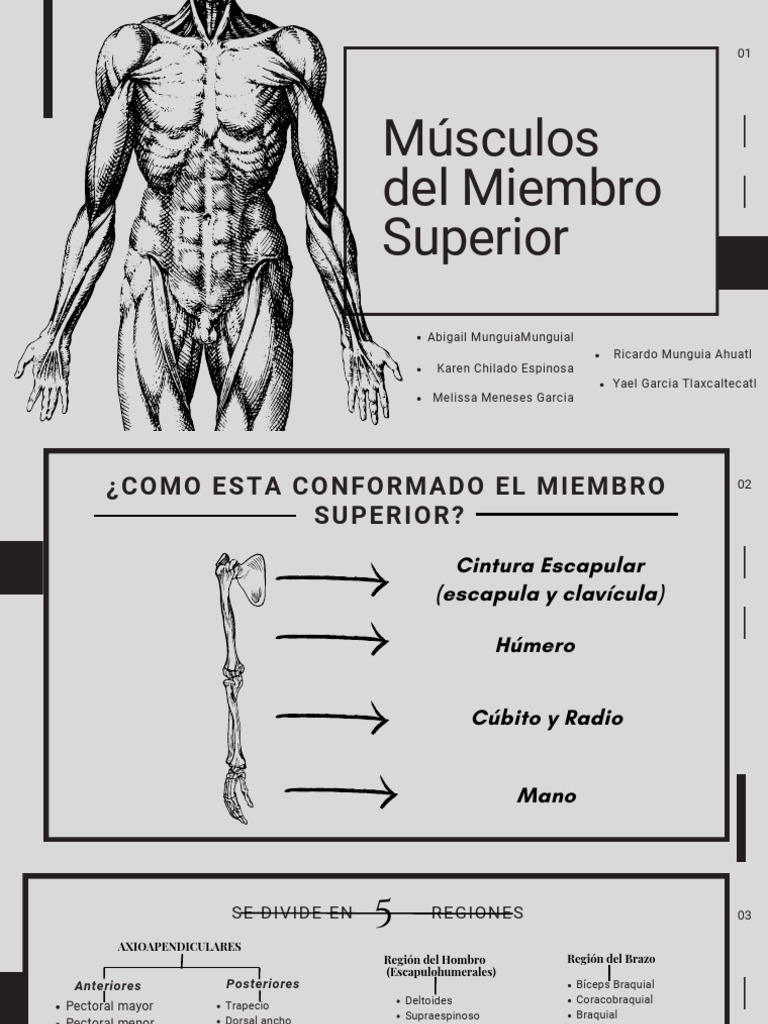 Anatomía de los Músculos del Miembro Superior | PDF | Anatomía humana ...