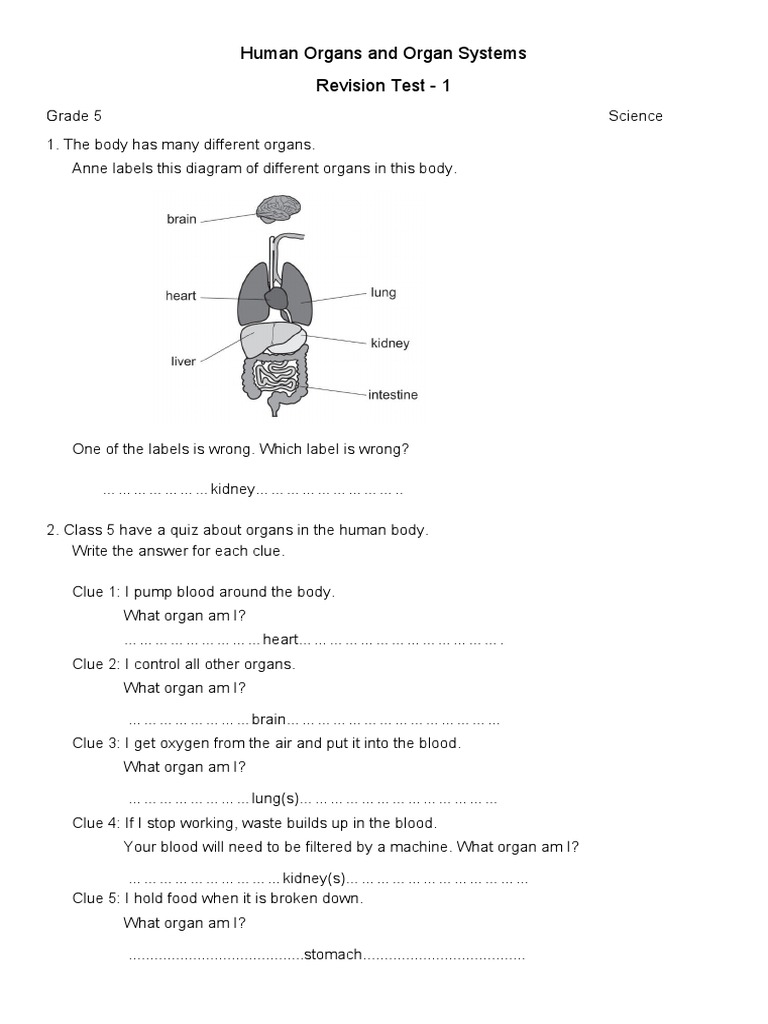 Human Organs and Organ Systems 1 Answers | PDF | Human Body | Blood