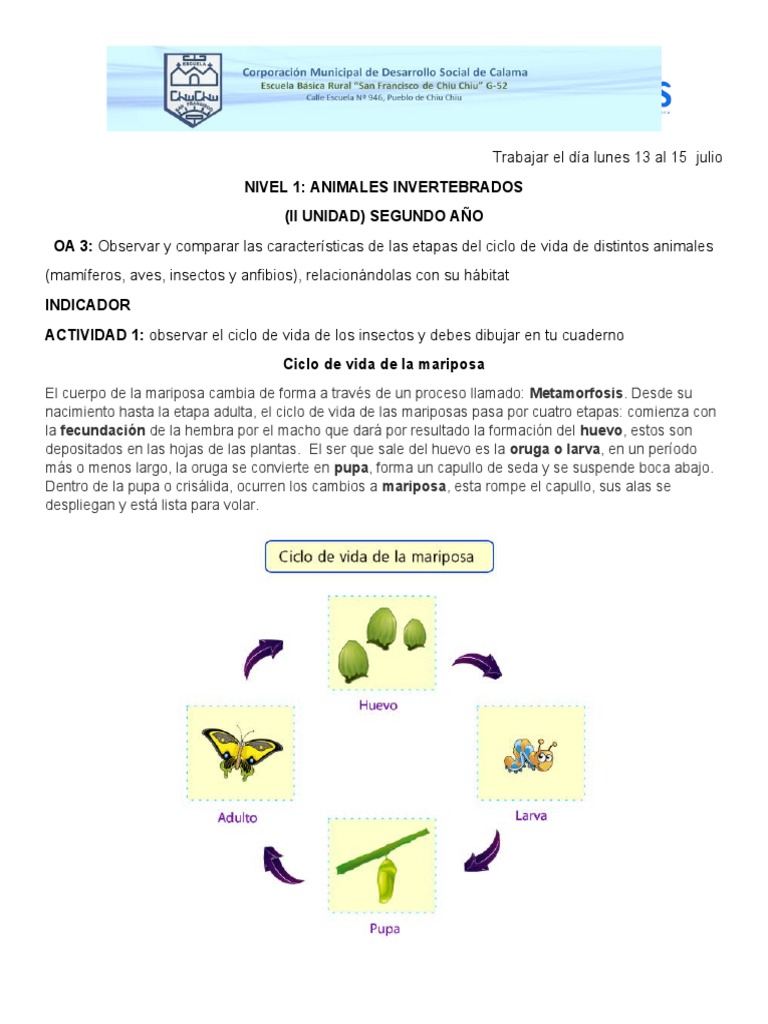 Ciclo de Vida Insecto 2 | PDF | Hogar, jardinería y bricolaje | Ciencia ...