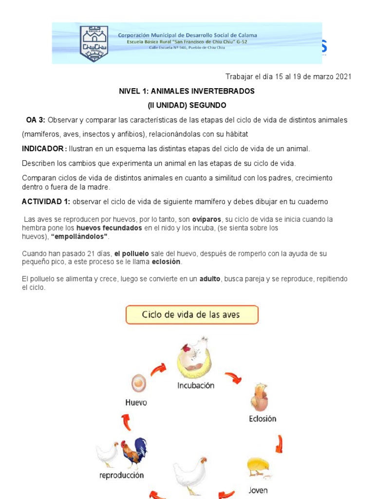 Ciclo de Vida de Las Aves | PDF