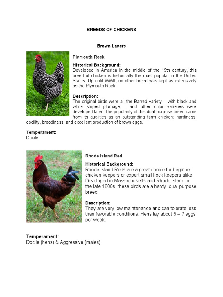 Breeds of Chickens | PDF | Chicken | Poultry