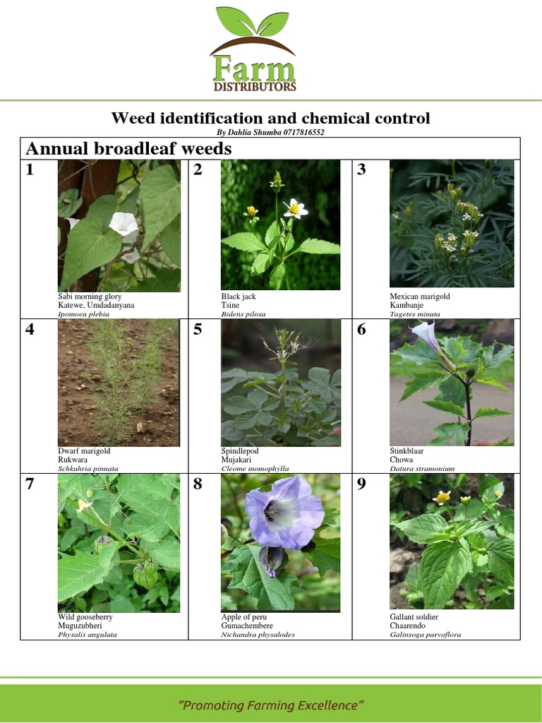 Weed Identification and Chemical Control. | PDF | Plants | Horticulture