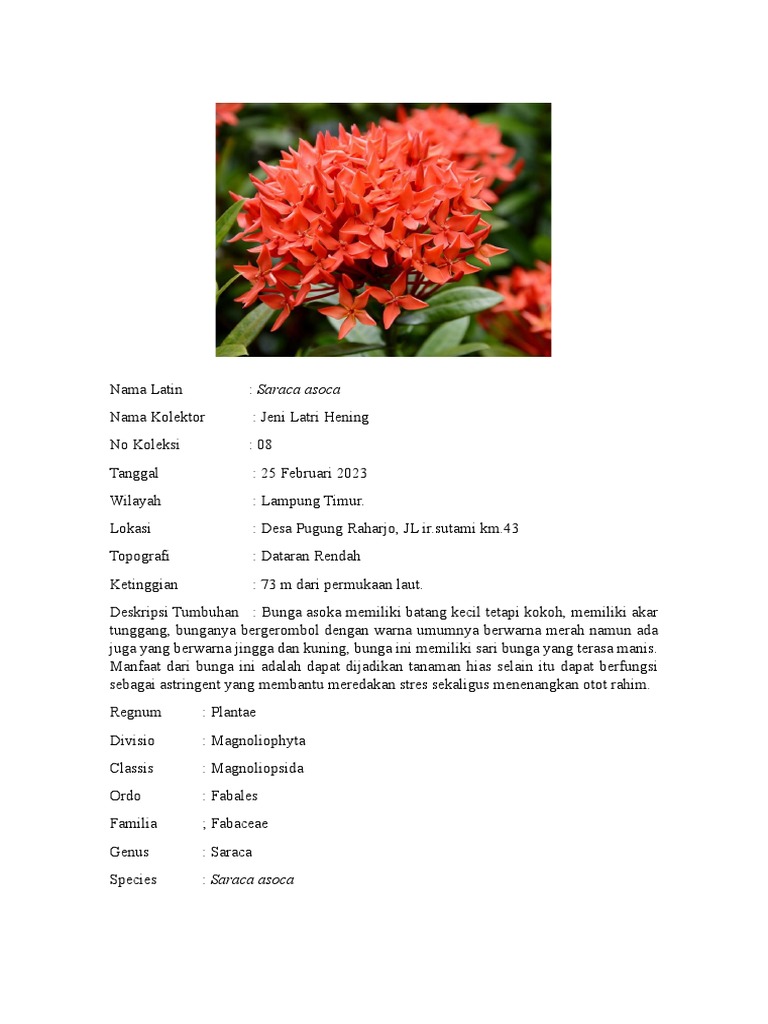 Deskripsi dan Manfaat Bunga Asoka | PDF