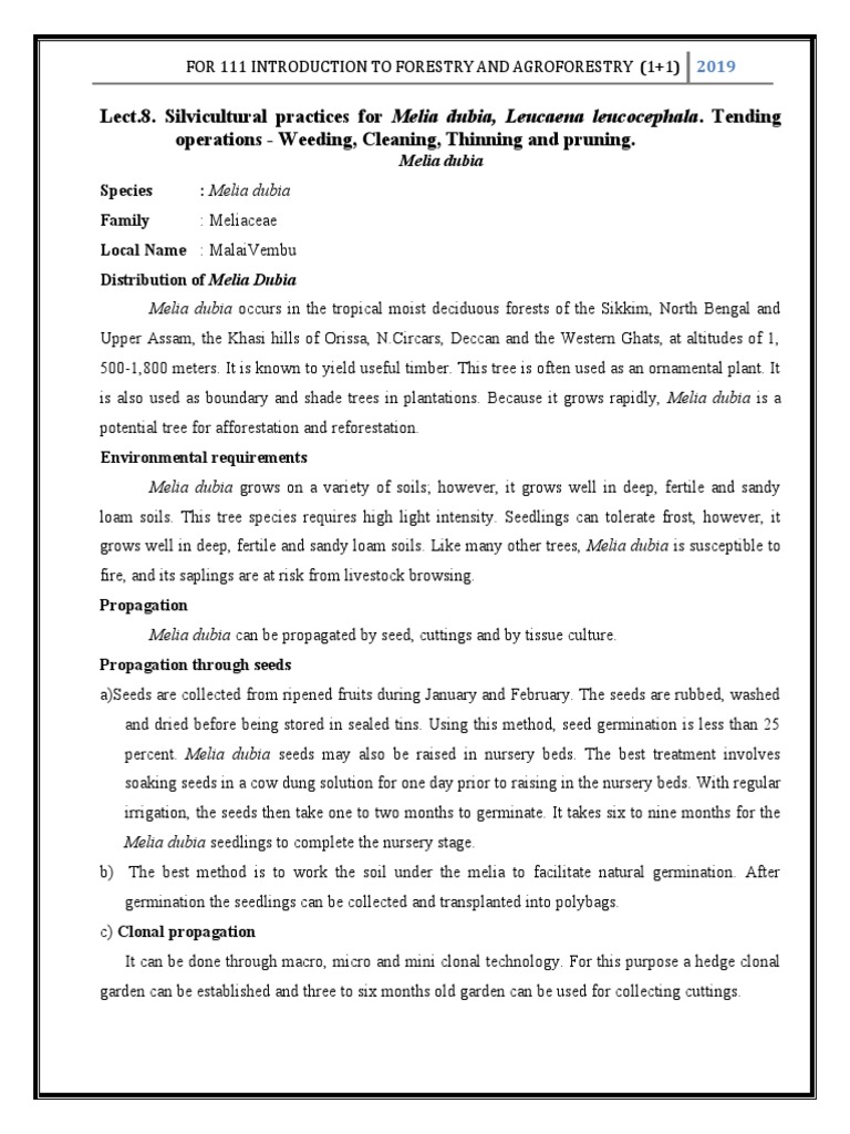 Lect.8. Silvicultural Practices For Melia Dubia, Leucaena Leucocephala ...