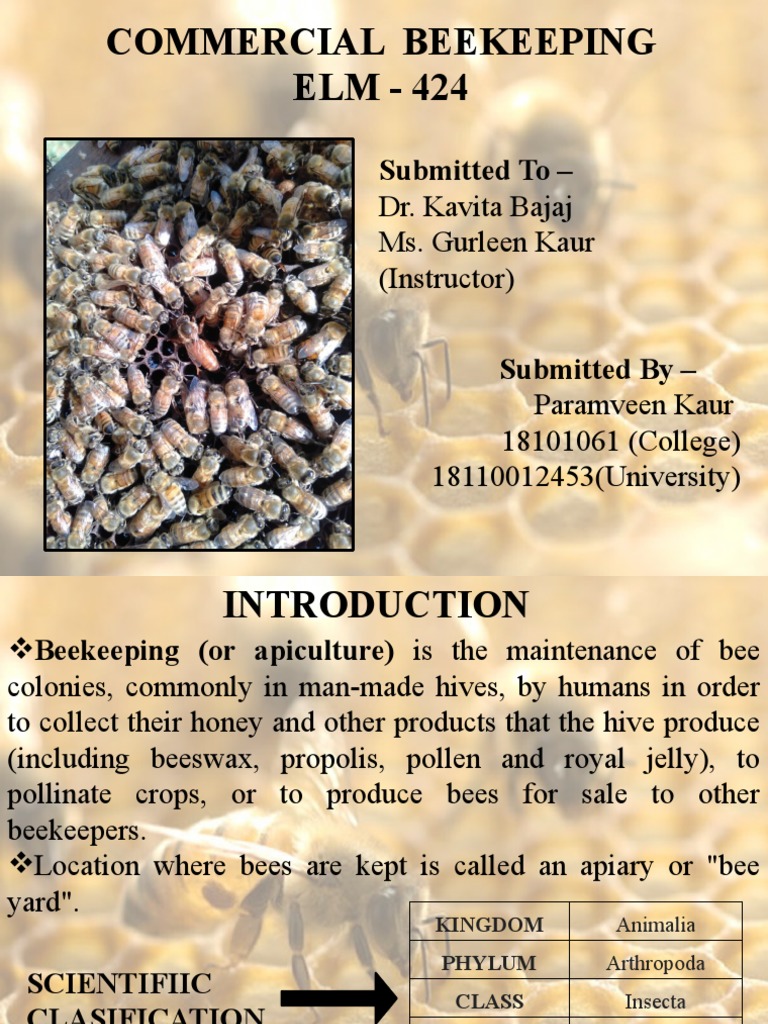 Commercial Beekeeping ELM - 424: Submitted To | PDF | Honey Bee | Beekeeping