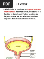 Globe vésical et rétention urinaire | PDF | Prostate | Incontinence ...