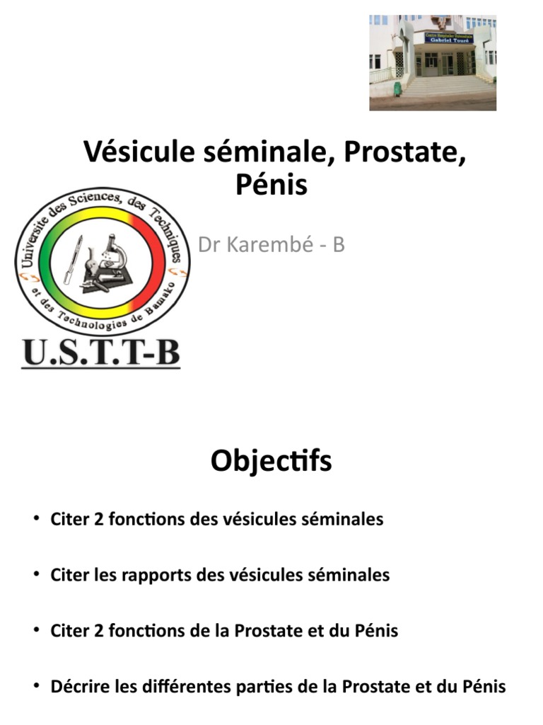 Anatomie des vésicules séminales et prostate | PDF | Prostate | Système ...