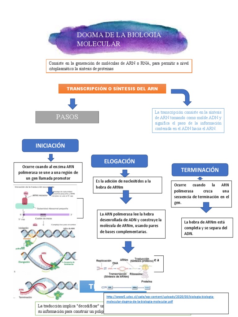 Cuadro Dogma de La Biologia Molecular | PDF | Rna | Adn