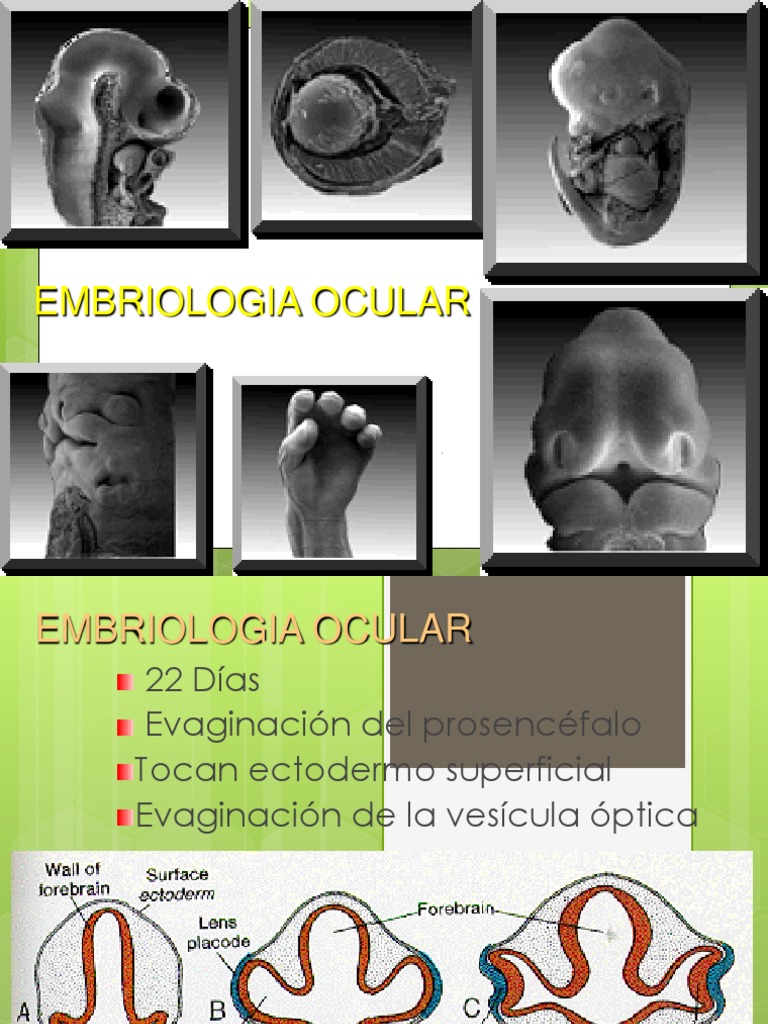 Embriologia Ocular | PDF | Ojo humano | Córnea