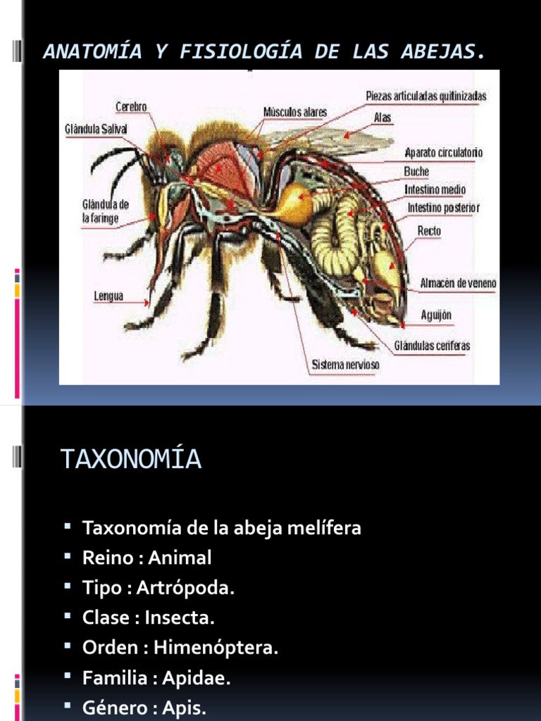 Anatomía De Las Abejas ABEJAS