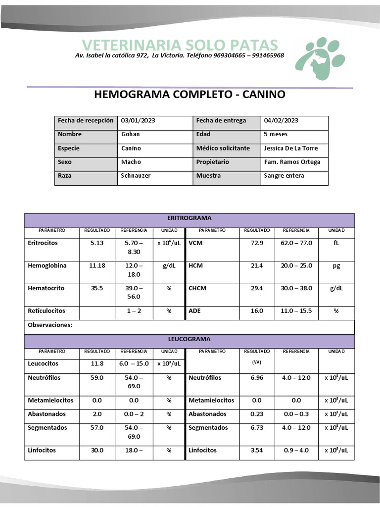 Hemograma Completo Canino: Gohan 5 meses | PDF | Anatomía ...