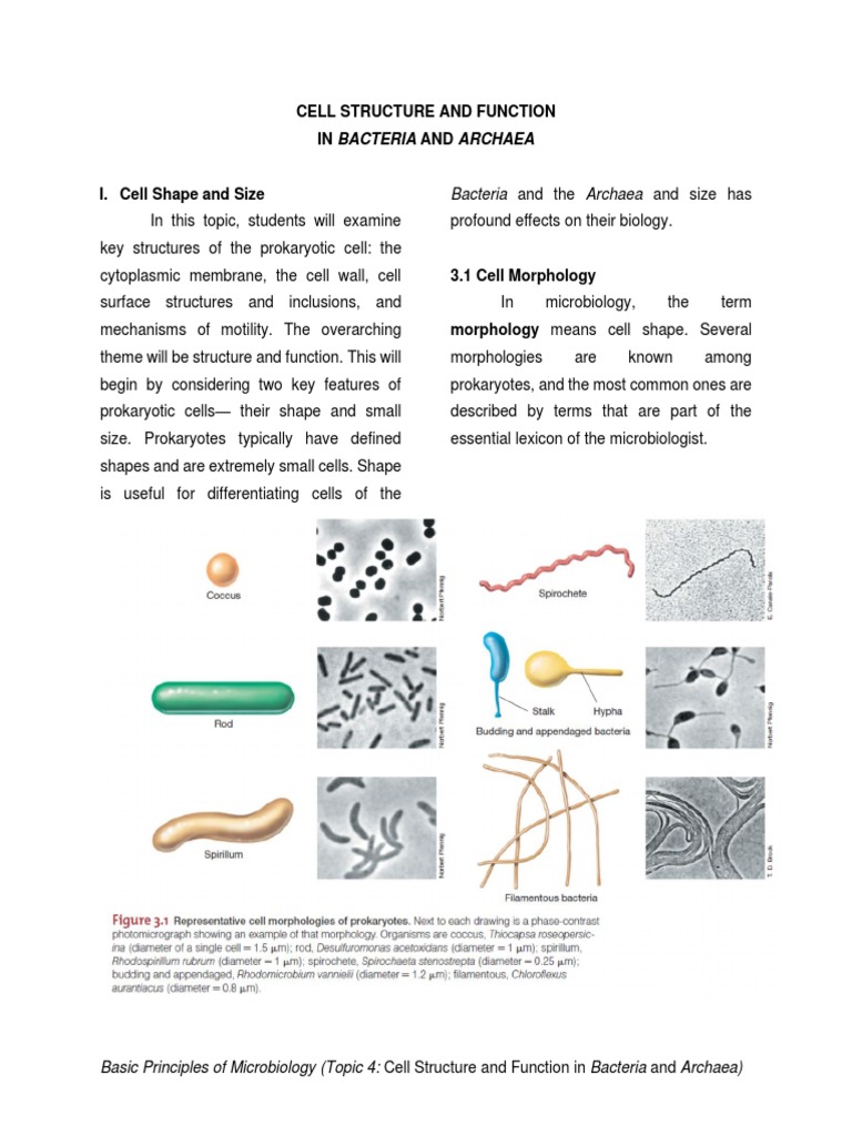 Archaea and Bacteria Cell Morphology | PDF | Science & Mathematics
