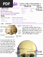 Anatomia Topografica de Cabeza y Cuello | PDF | Cráneo | Sistema esquelético