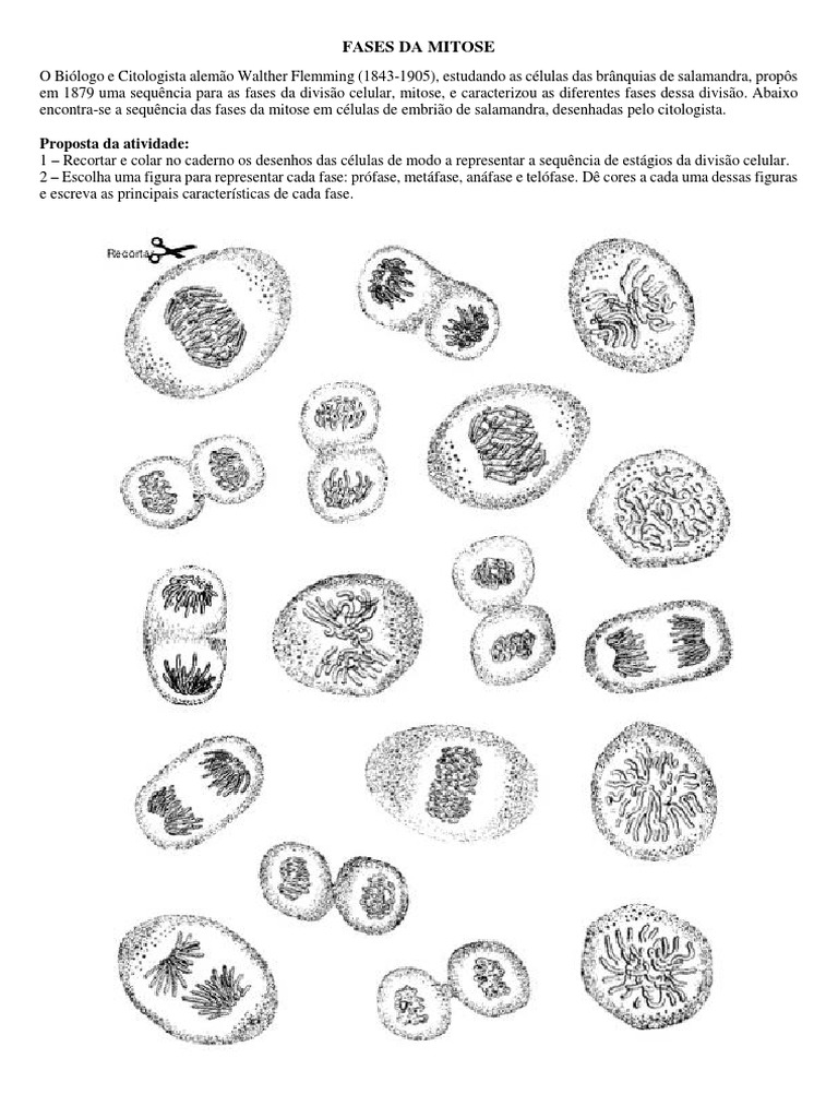 Fases Da Mitose Pdf